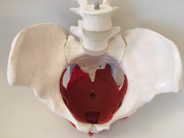 Whats the Pelvic Floor DO? and how do i find it?! – Maternity Physio ...